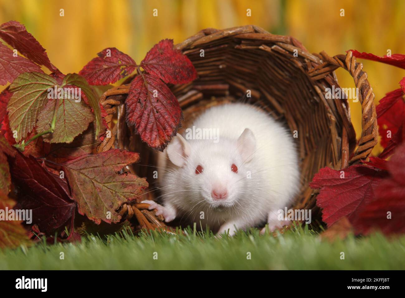 Albino white domesticated rats rattus hi-res stock photography and ...