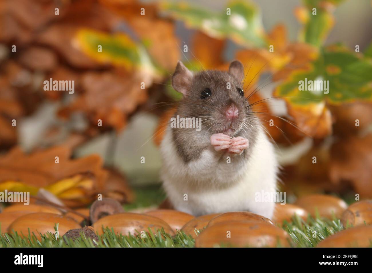 Acorns fancy hi-res stock photography and images - Alamy