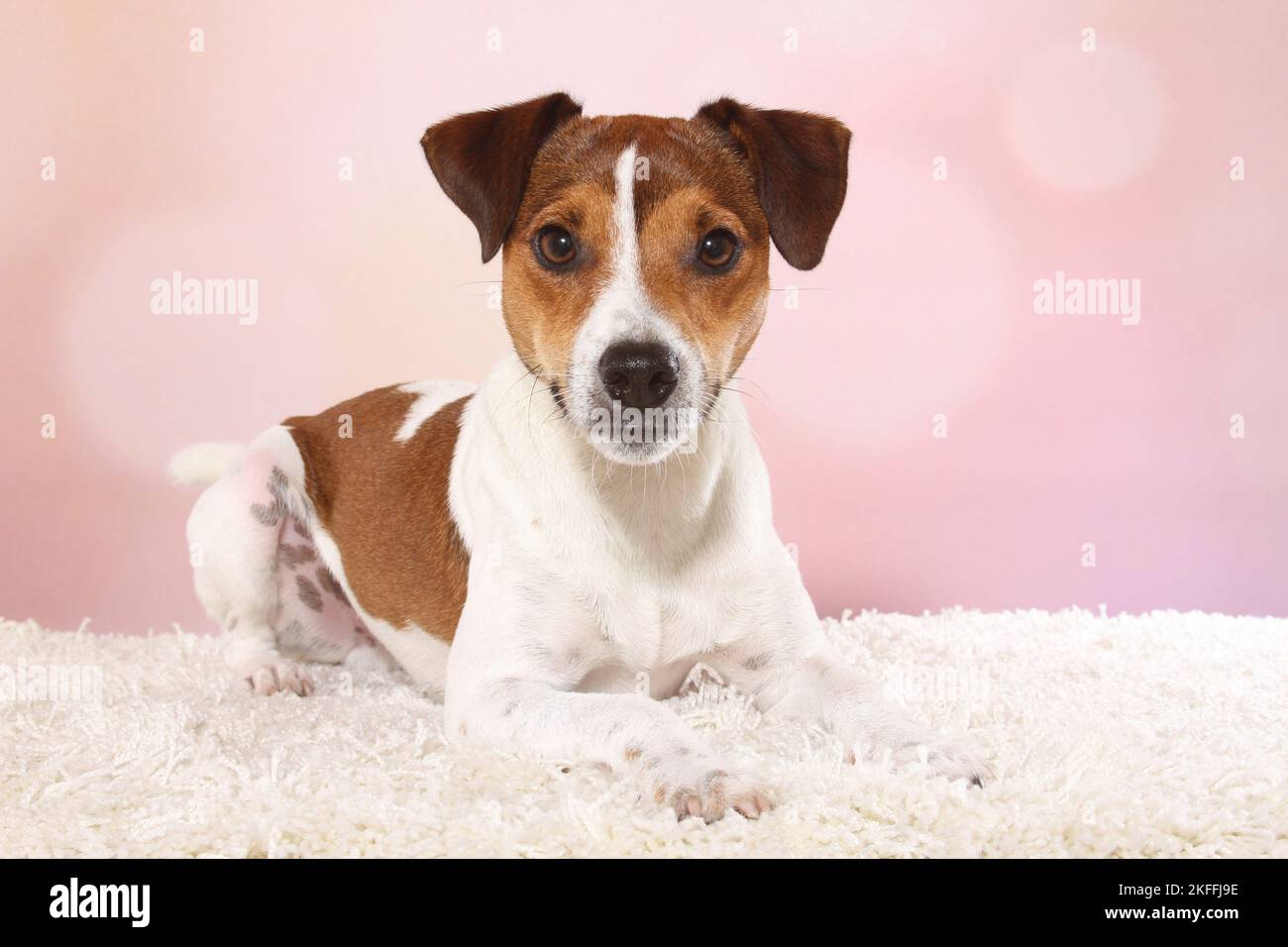 lying Parson Russell Terrier Stock Photo - Alamy