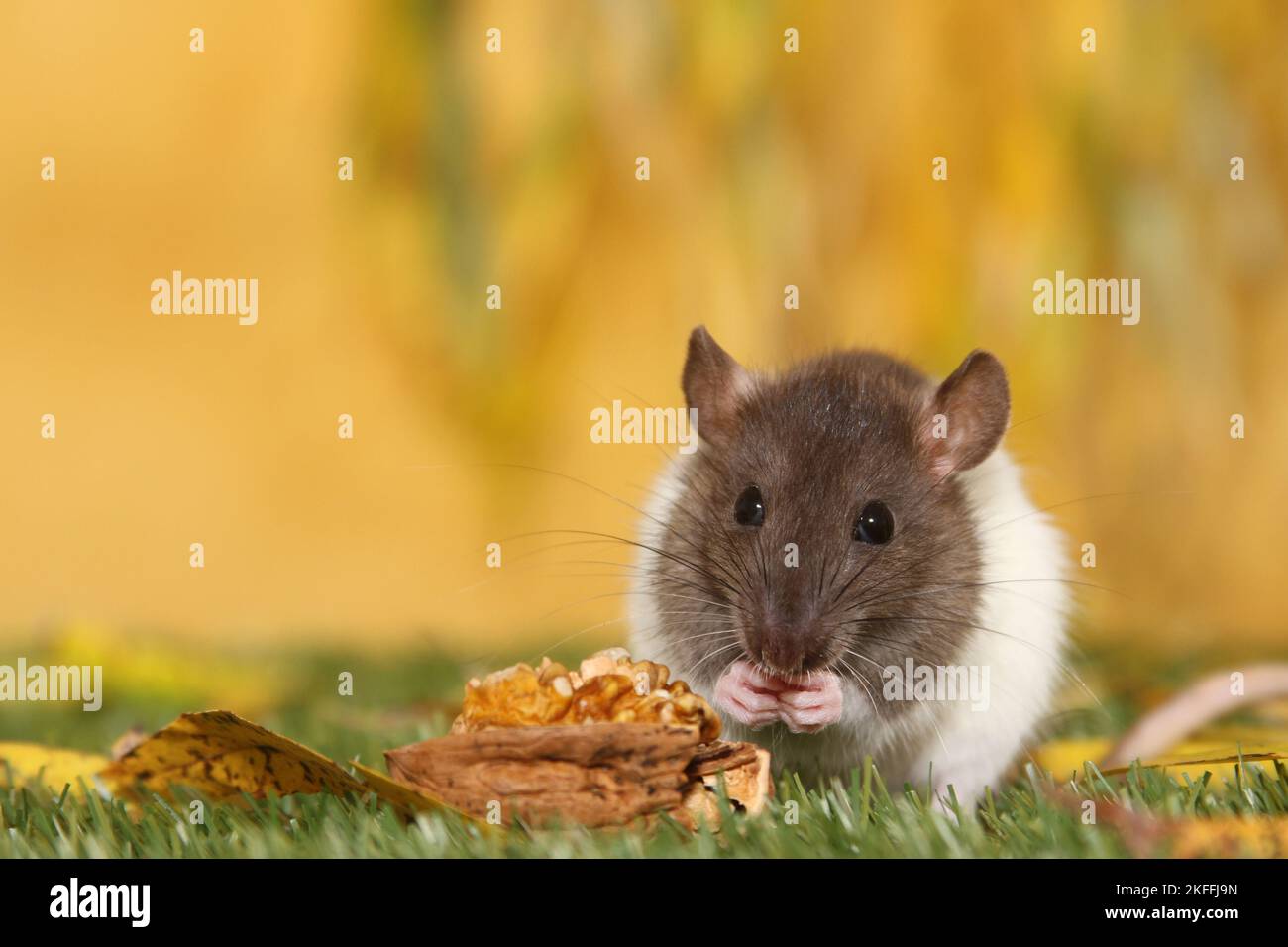 Two rats eat hi-res stock photography and images - Alamy