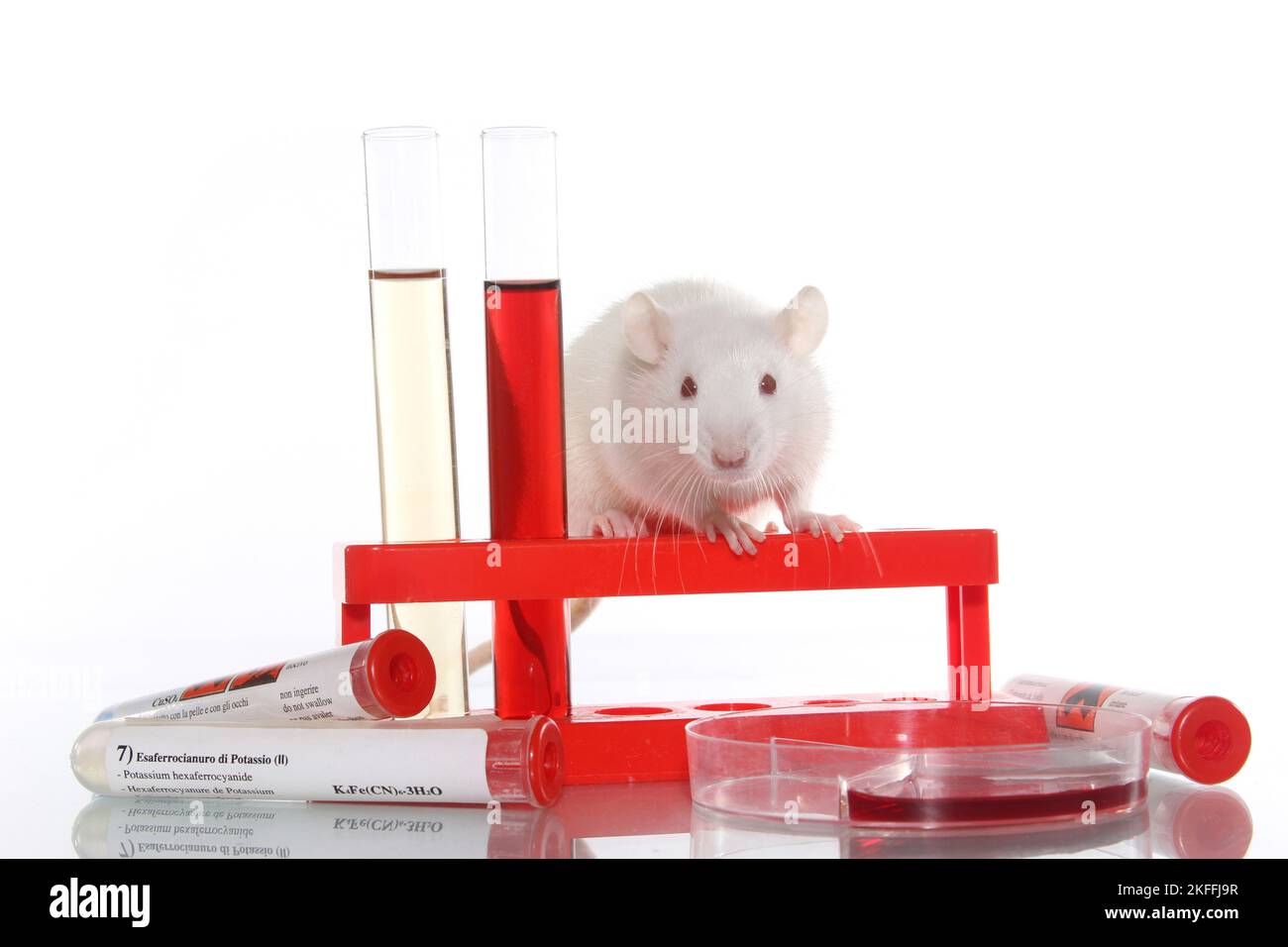 Lab rat test hi-res stock photography and images - Alamy