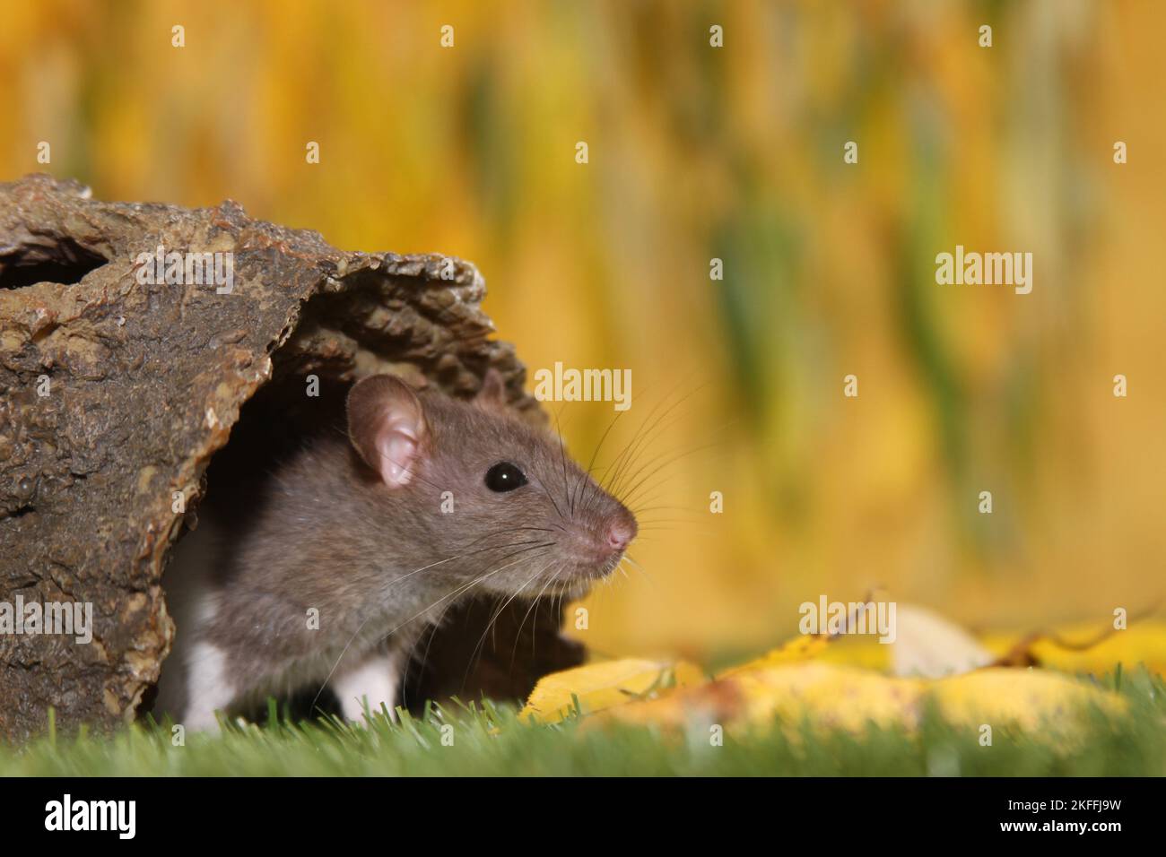 Brown hooded rat hi-res stock photography and images - Alamy