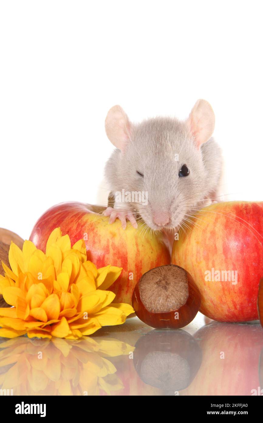 Rat winking hi-res stock photography and images - Alamy