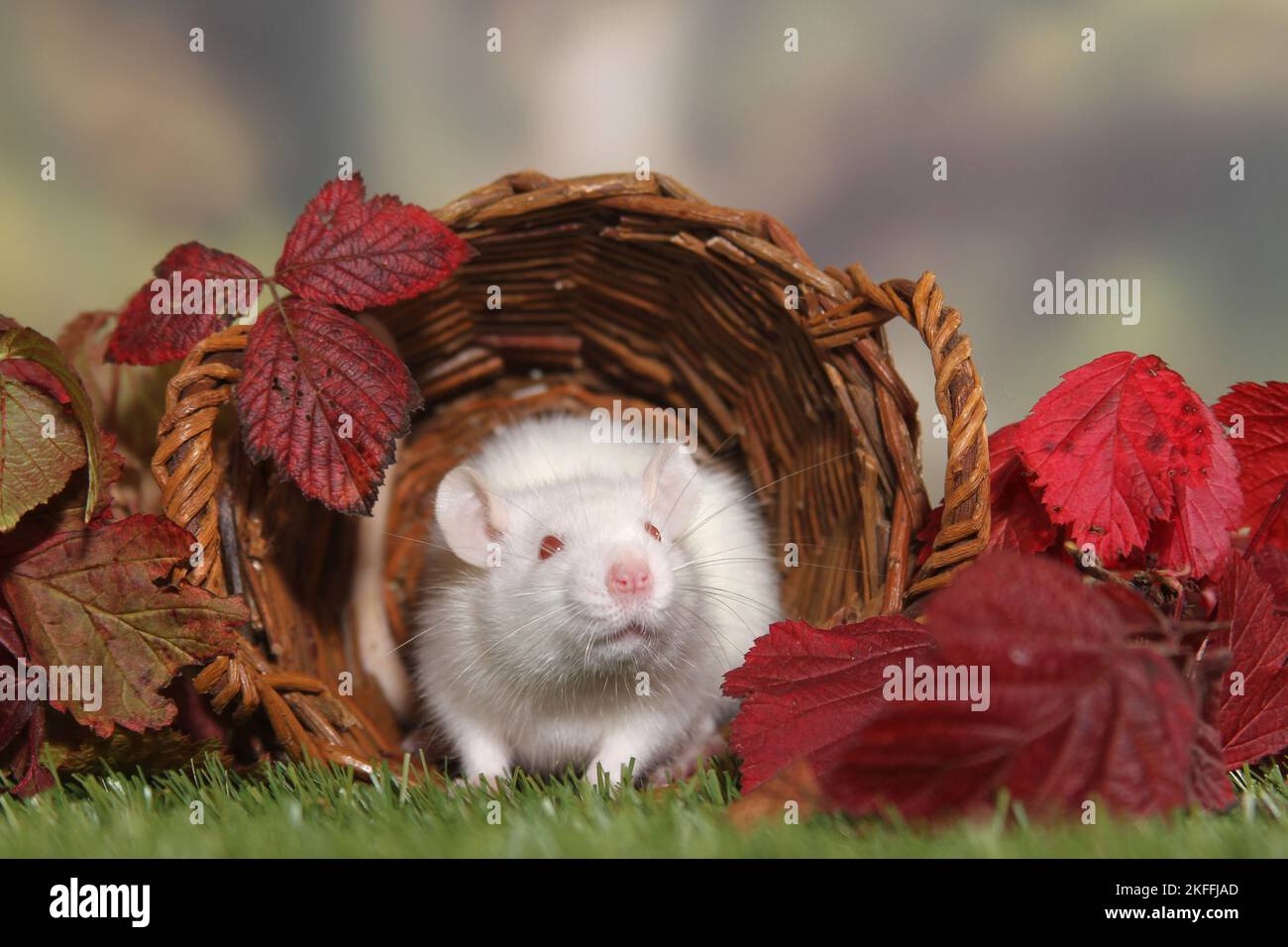 Albino white domesticated rats rattus hi-res stock photography and ...