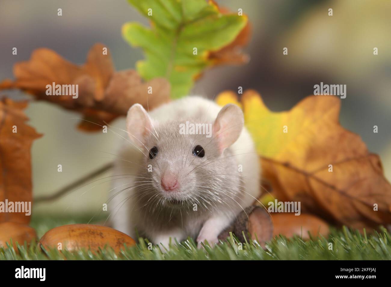 Acorns fancy hi-res stock photography and images - Alamy