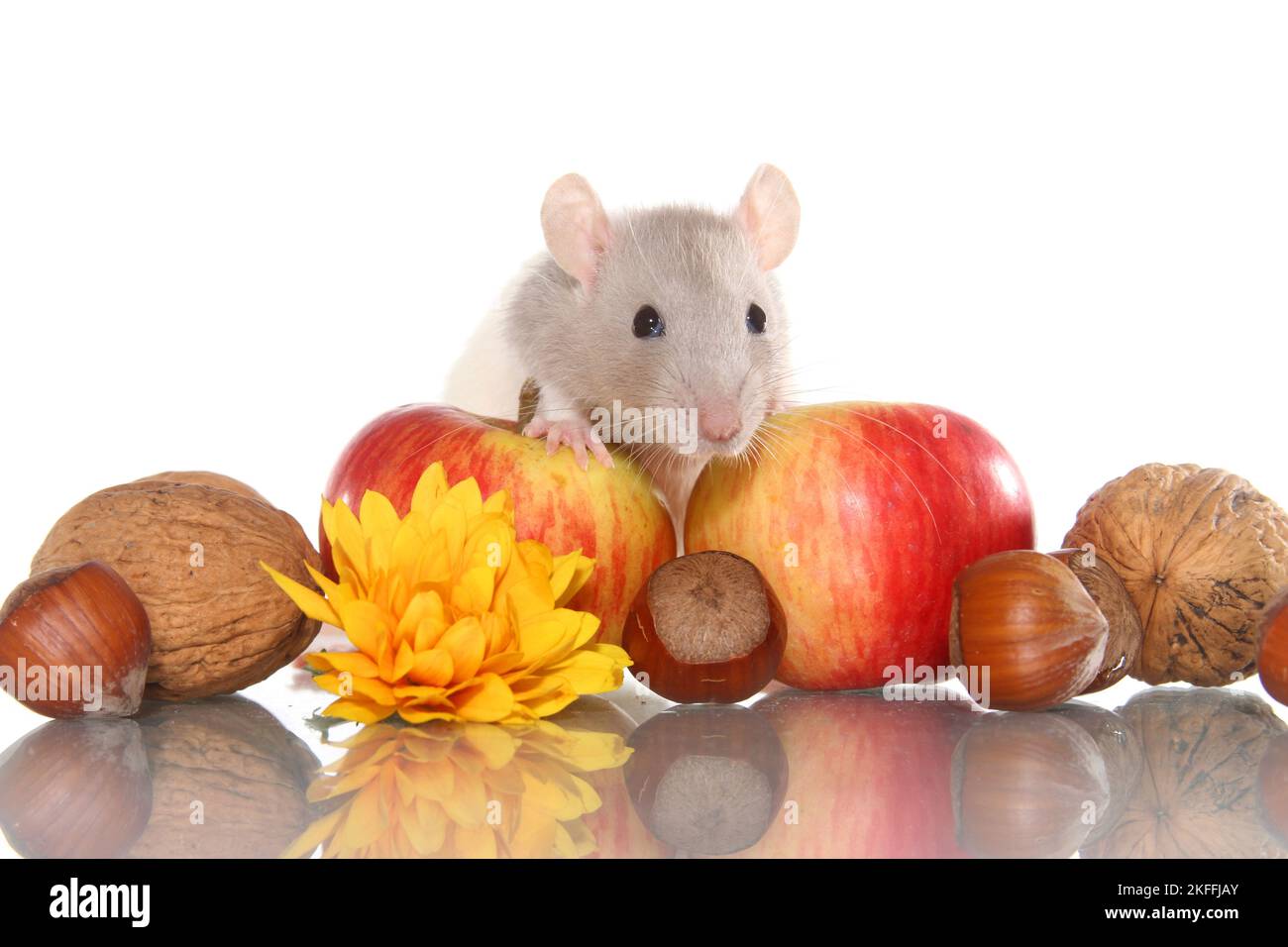 Fancy blooms hi-res stock photography and images - Alamy