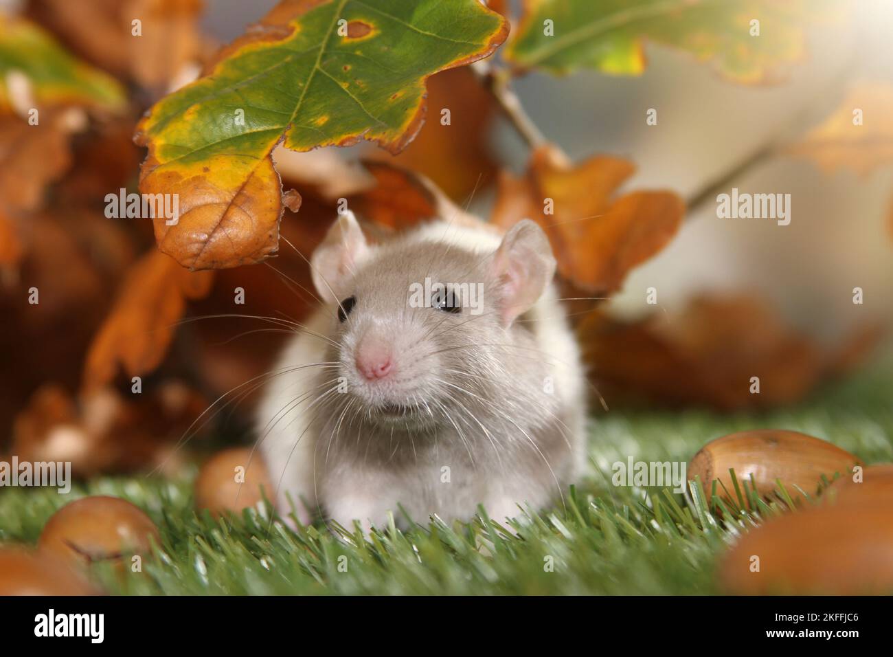 Acorns fancy hi-res stock photography and images - Alamy