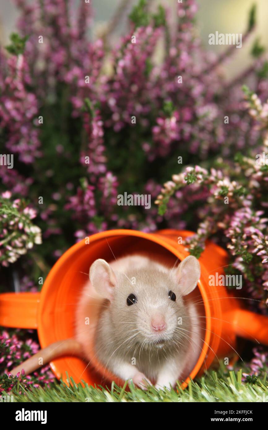 Fancy flower pot hi-res stock photography and images - Alamy