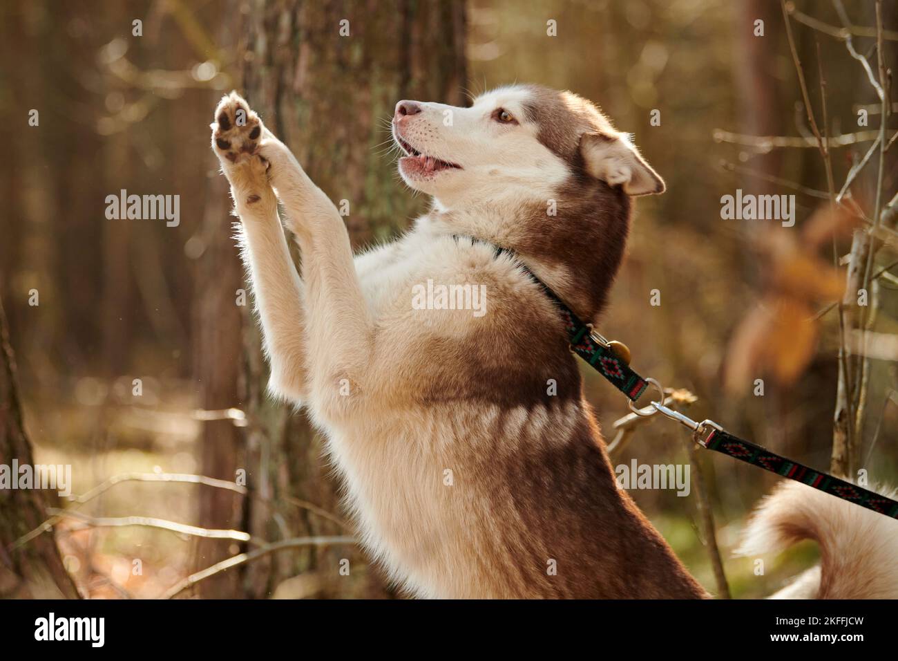 Siberian Husky dog standing on hind legs on autumn forest background ...
