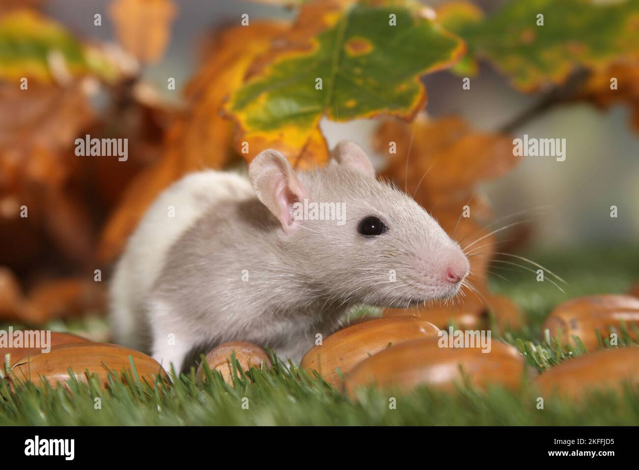 Acorns fancy hi-res stock photography and images - Alamy