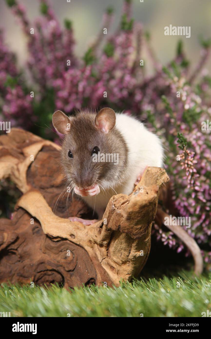 Two rats eat hi-res stock photography and images - Alamy