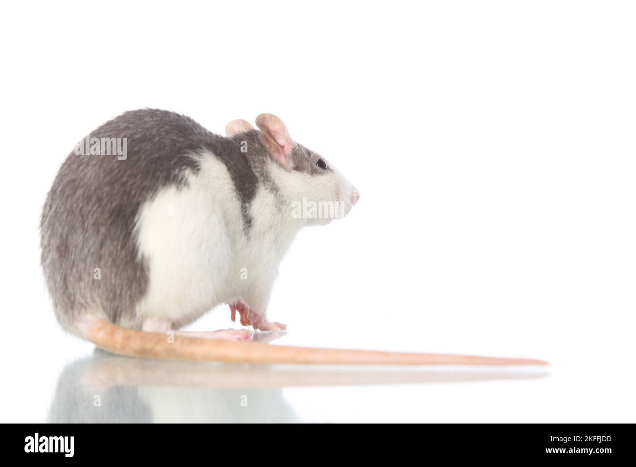 fancy rat on white background Stock Photo - Alamy