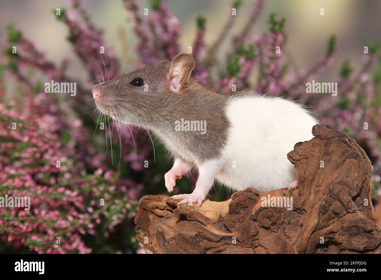 Brown hooded rat hi-res stock photography and images - Alamy