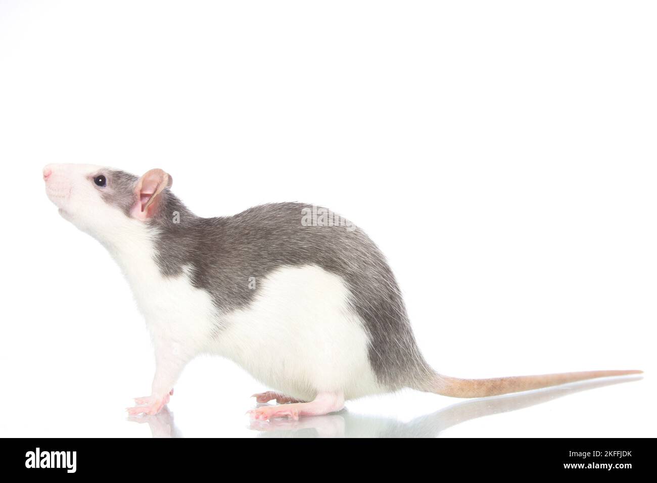 fancy rat on white background Stock Photo - Alamy