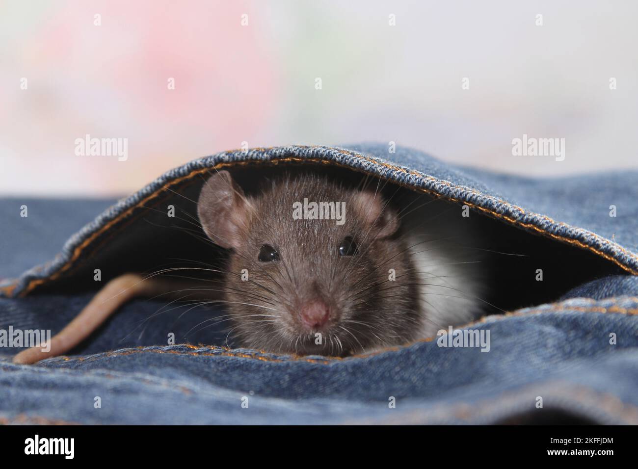 Brown hooded rat hi-res stock photography and images - Alamy