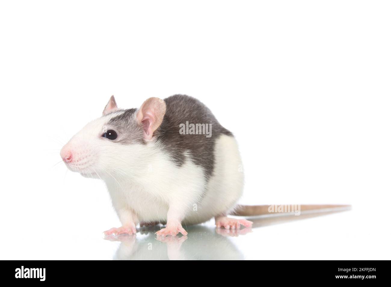 fancy rat on white background Stock Photo - Alamy