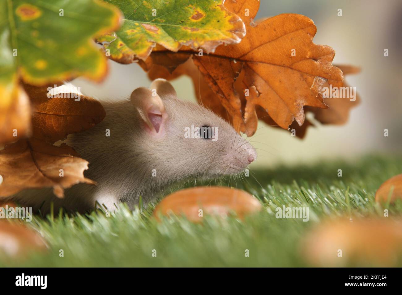 Acorns fancy hi-res stock photography and images - Alamy