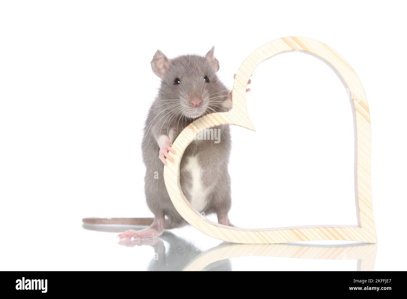 fancy rat on white background Stock Photo - Alamy