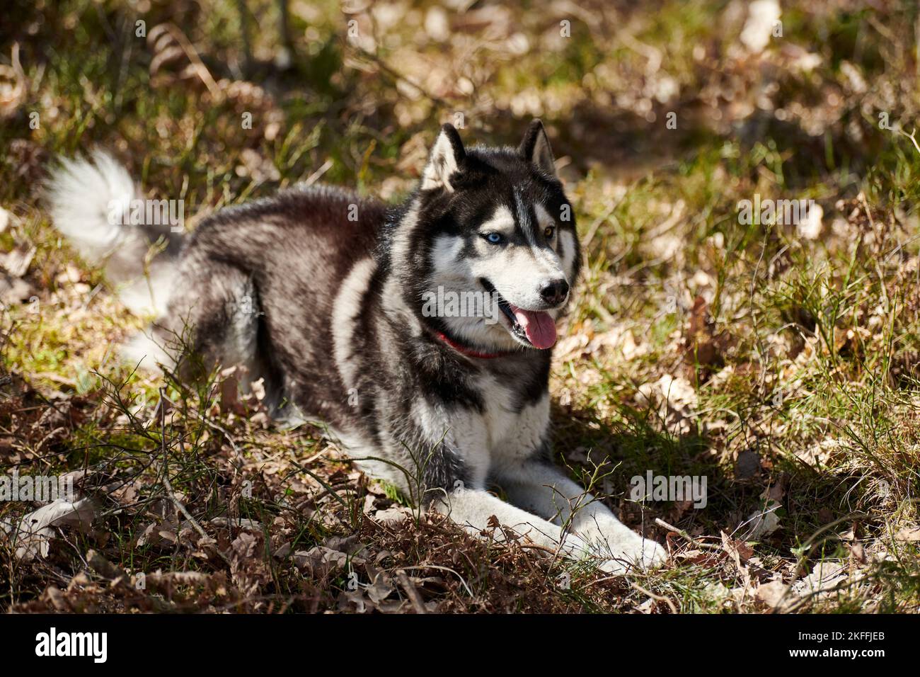 Siberian Husky dog lying on forest grass, full size resting Husky dog ...