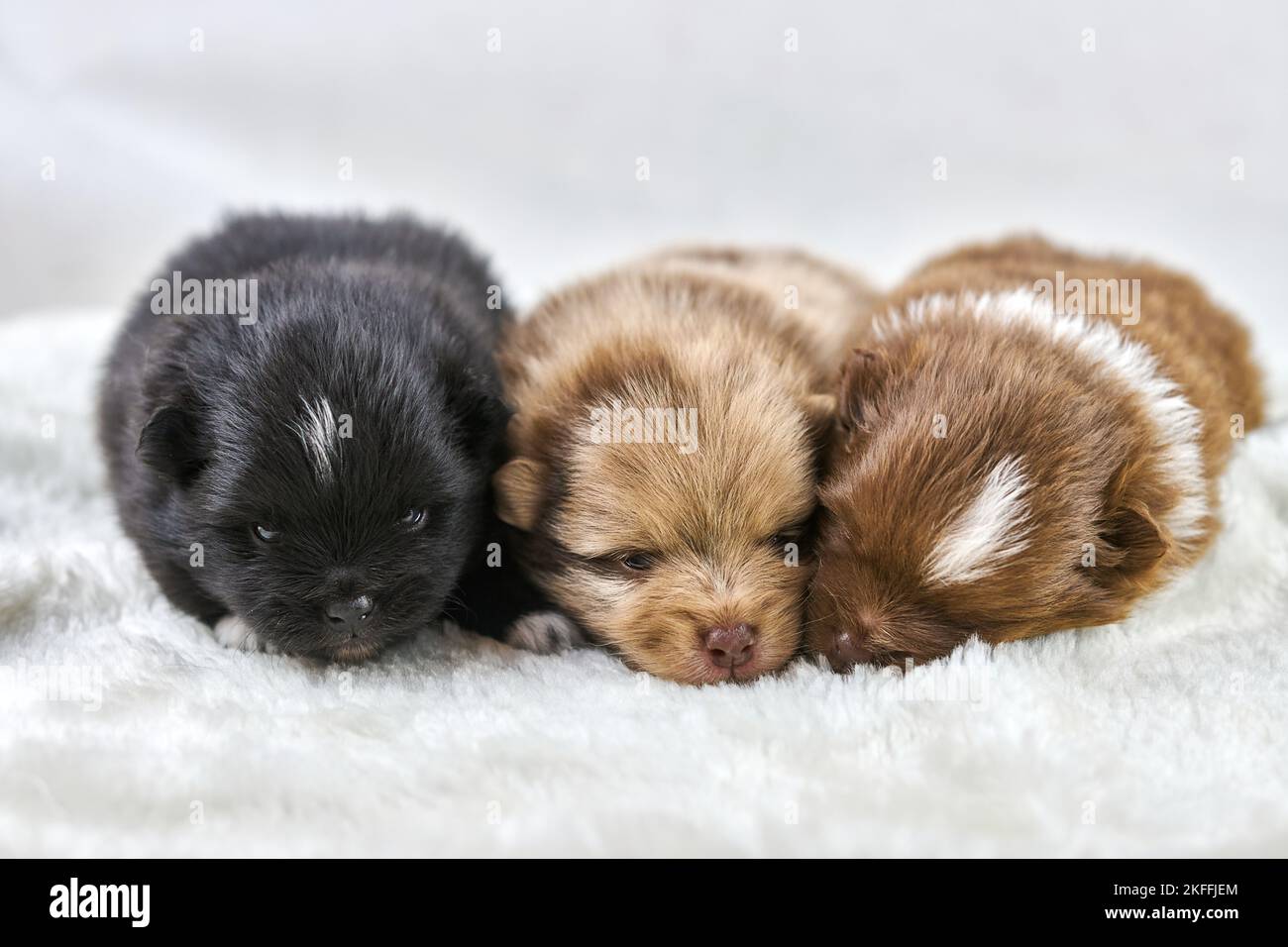 Three little Chihuahua puppies lying on soft white fabric, cute sleepy ...
