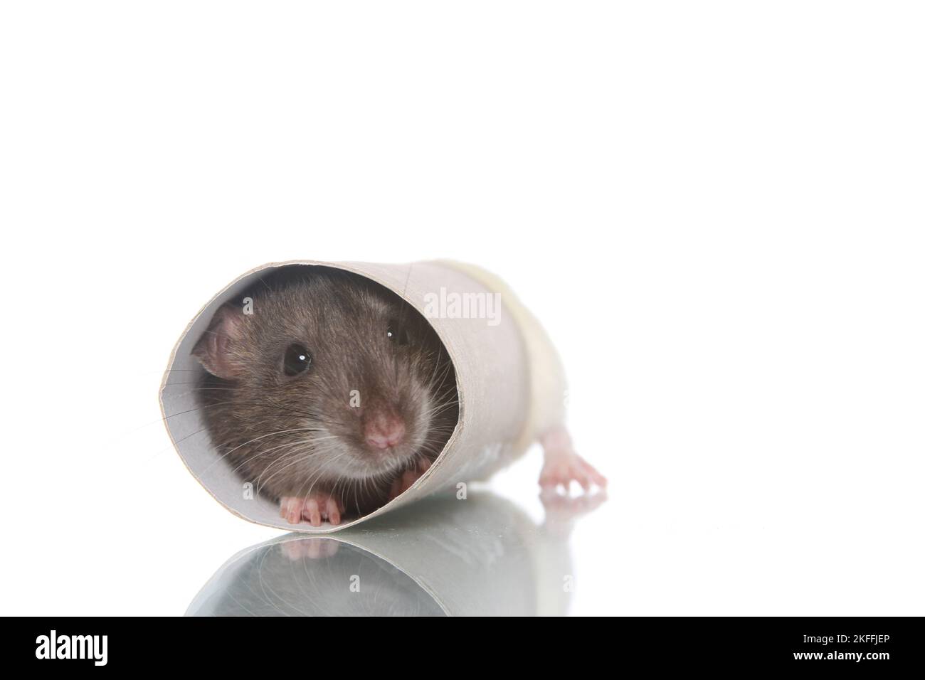 fancy rat on white background Stock Photo - Alamy