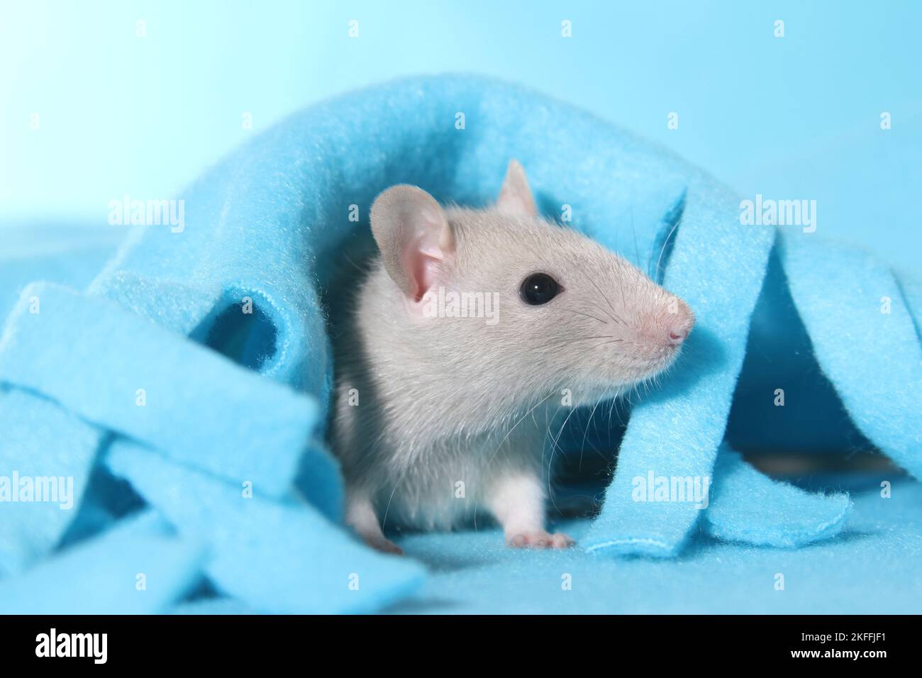 Beige hooded rat hi-res stock photography and images - Alamy