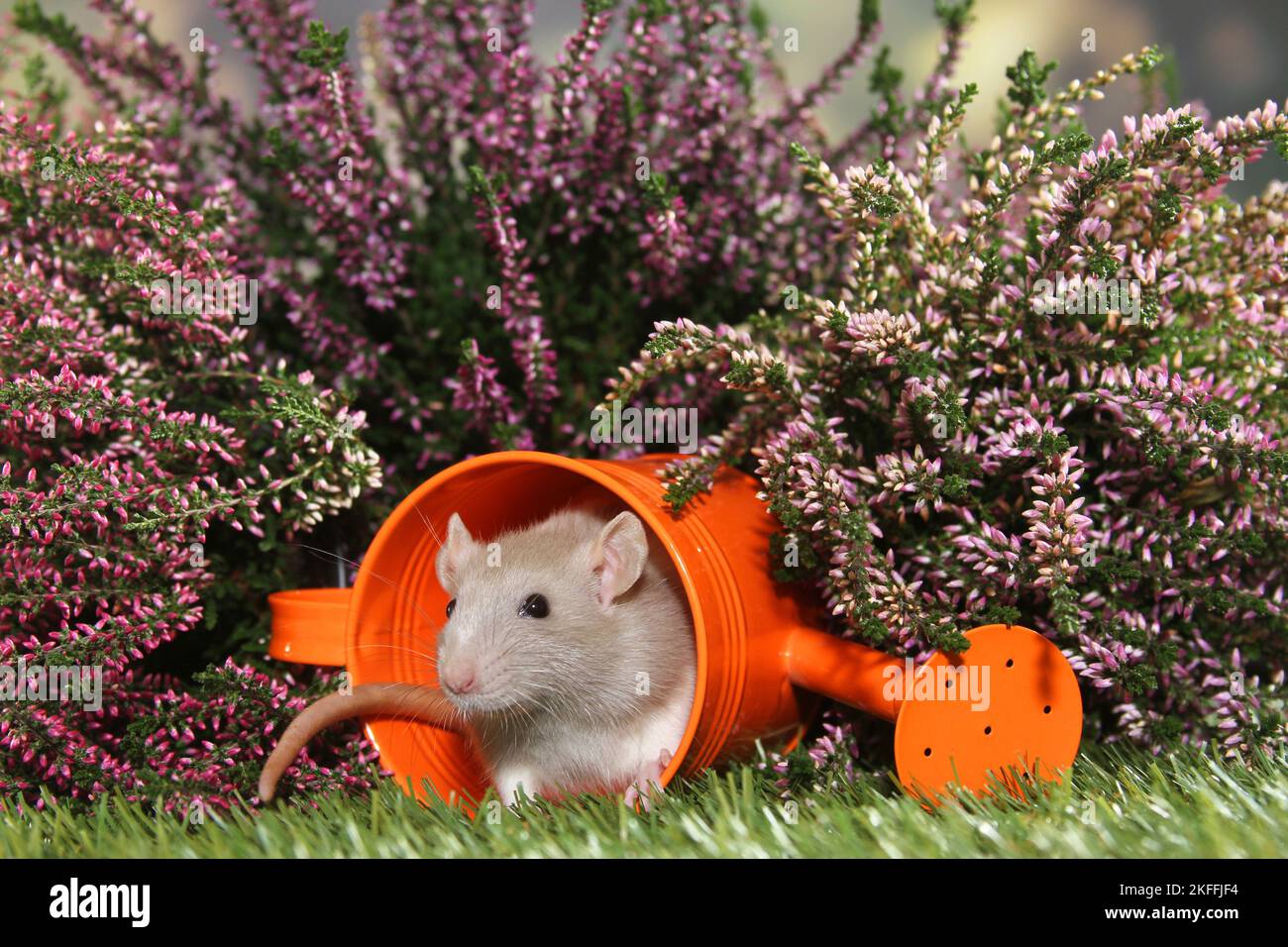 Fancy flower pot hi-res stock photography and images - Alamy