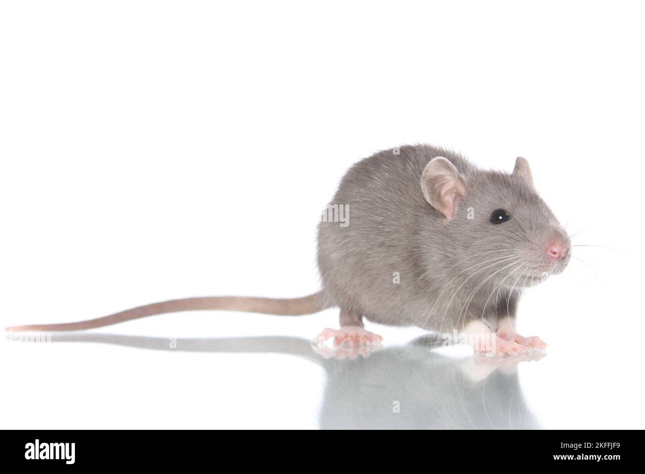 fancy rat on white background Stock Photo - Alamy