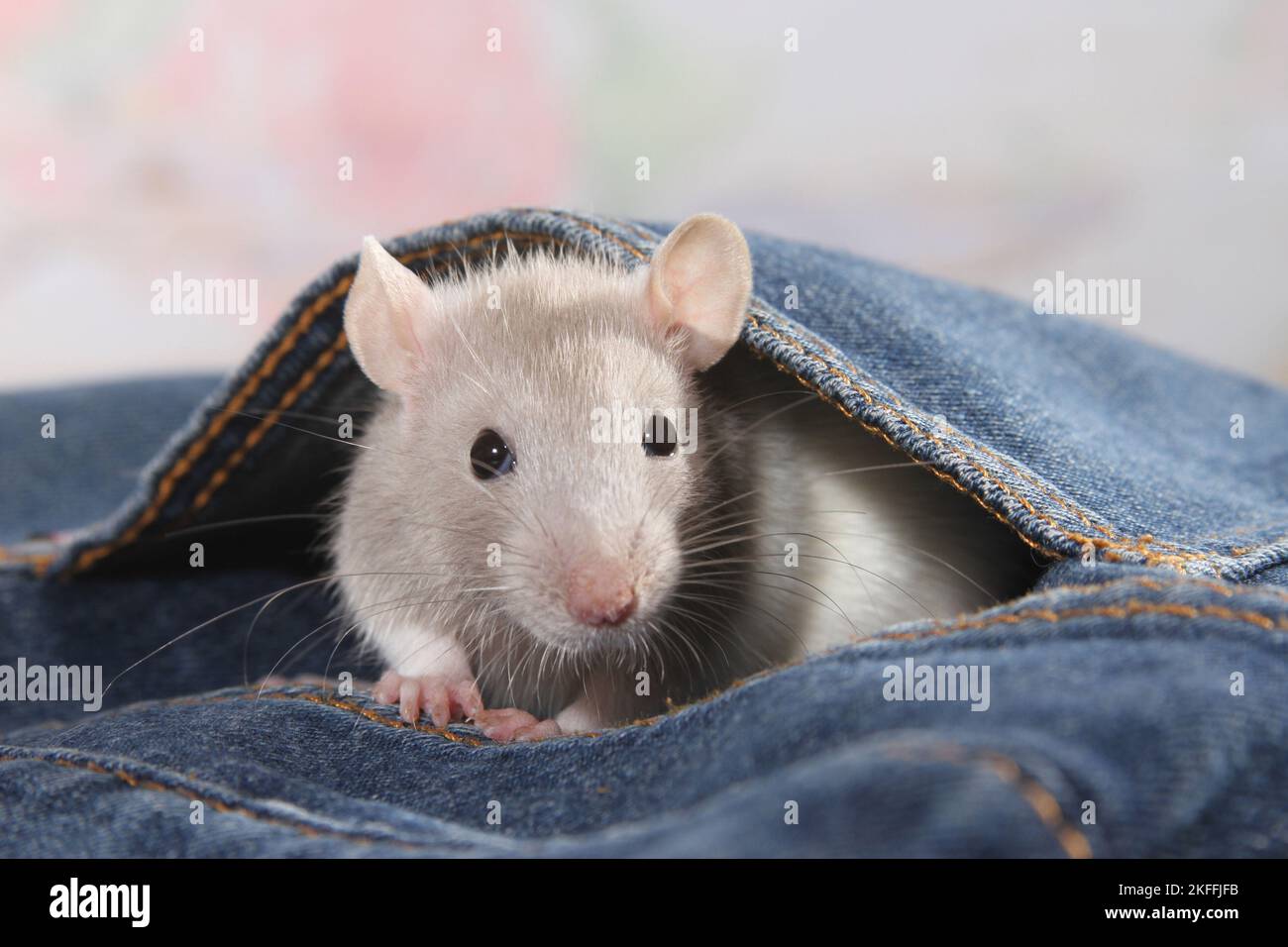 Beige hooded rat hi-res stock photography and images - Alamy