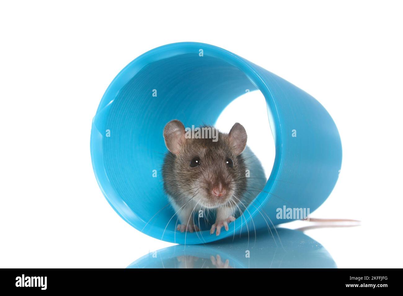 fancy rat on white background Stock Photo - Alamy