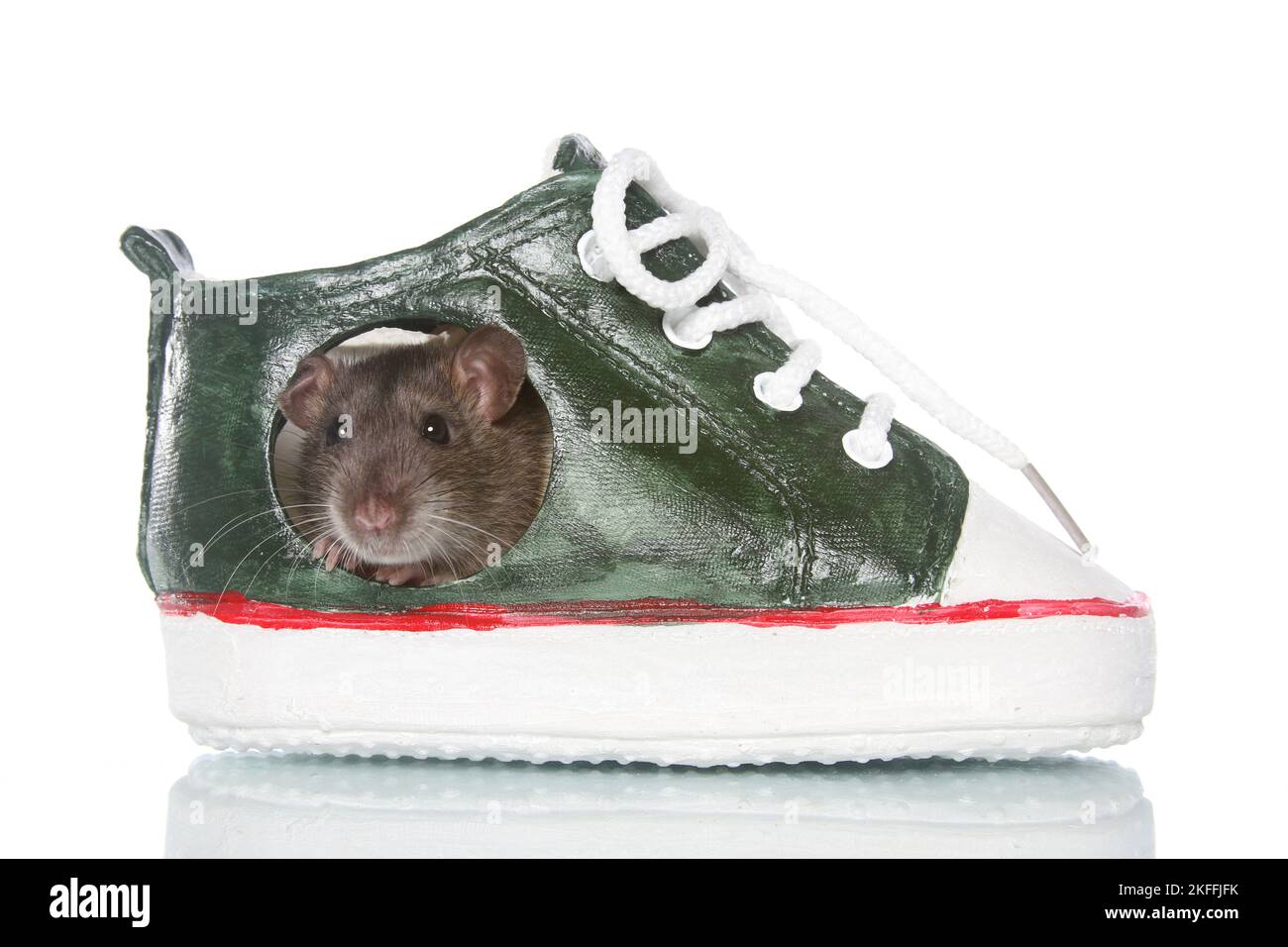 fancy rat on white background Stock Photo - Alamy