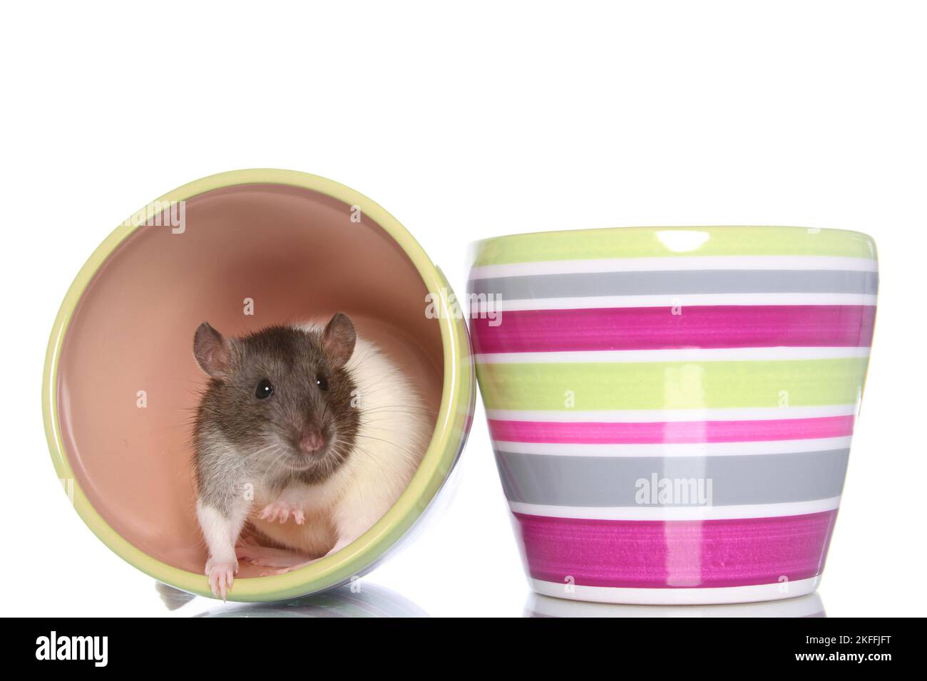 fancy rat on white background Stock Photo - Alamy