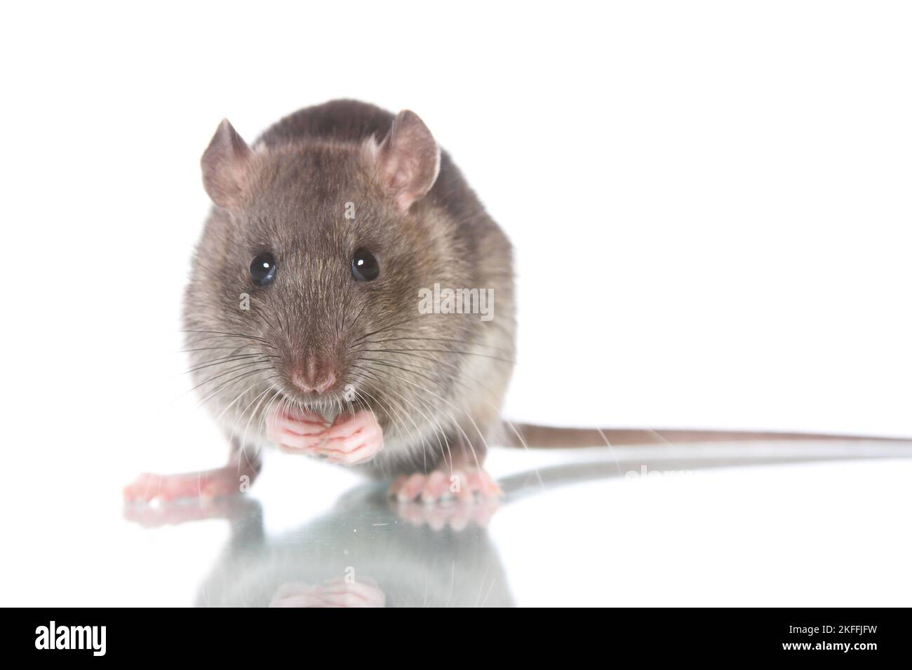 Grooming rat hi-res stock photography and images - Alamy