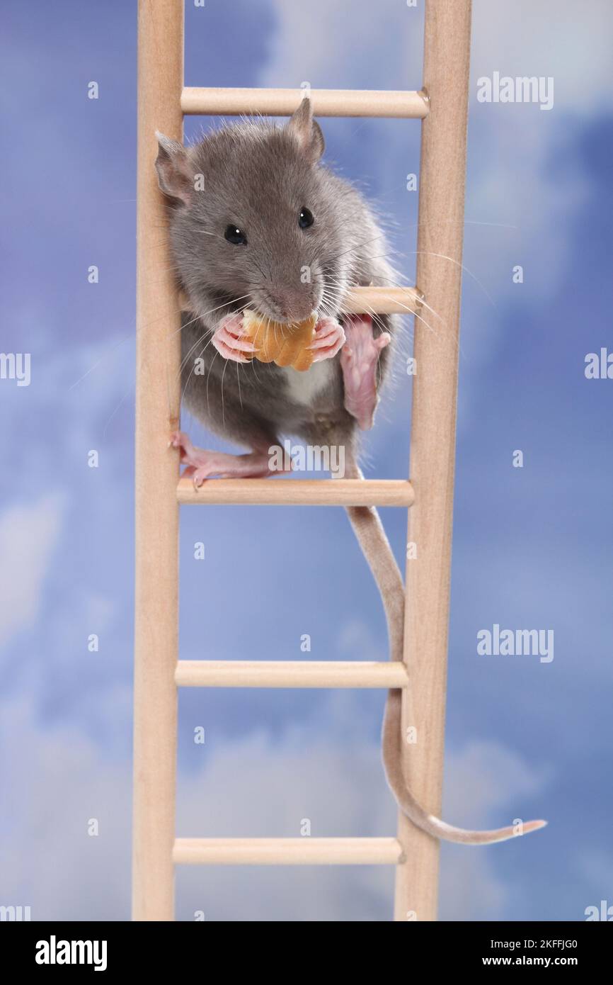 fancy rat eats biscuit Stock Photo - Alamy