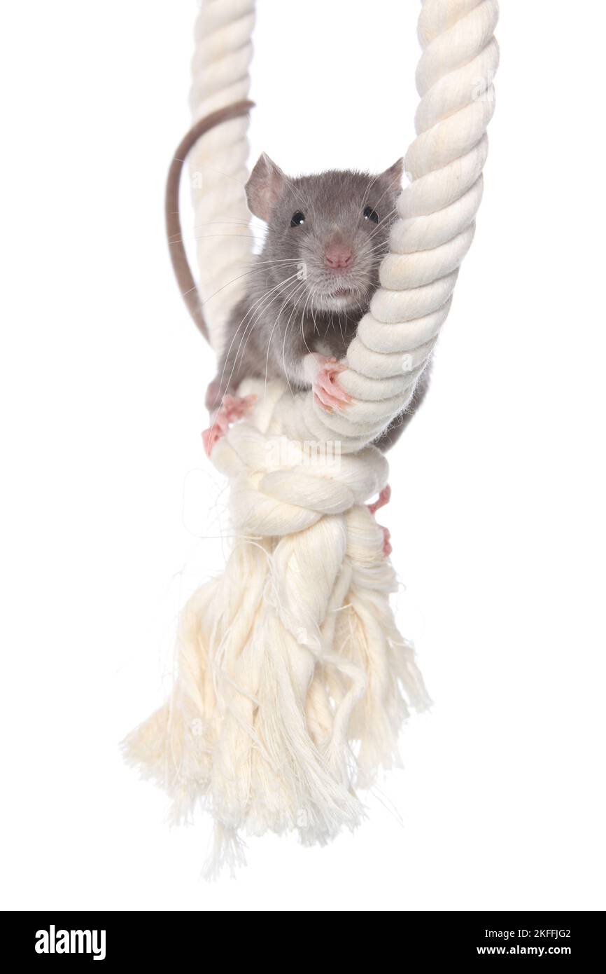 Rope bg hi-res stock photography and images - Alamy