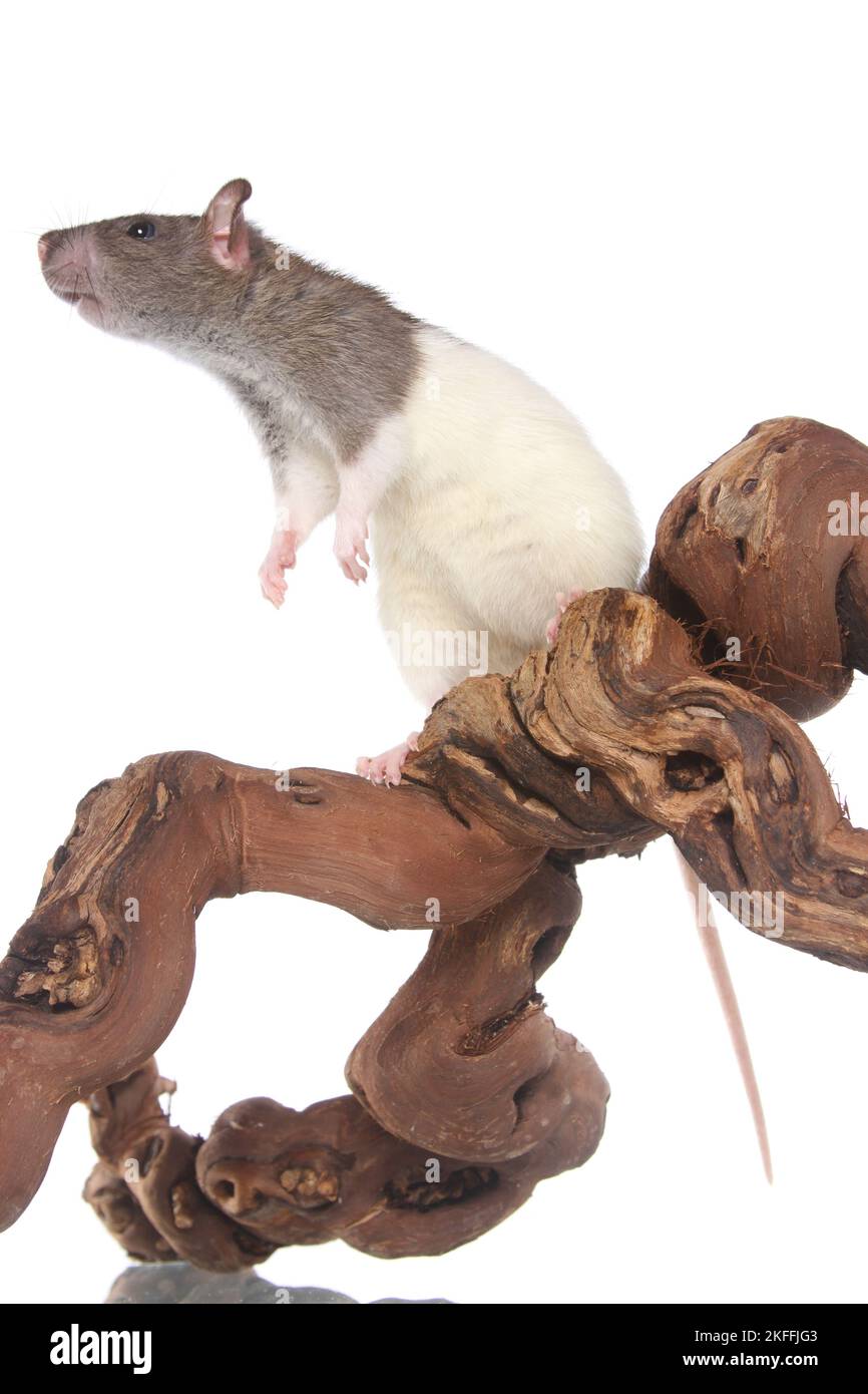 Root rats hi-res stock photography and images - Alamy