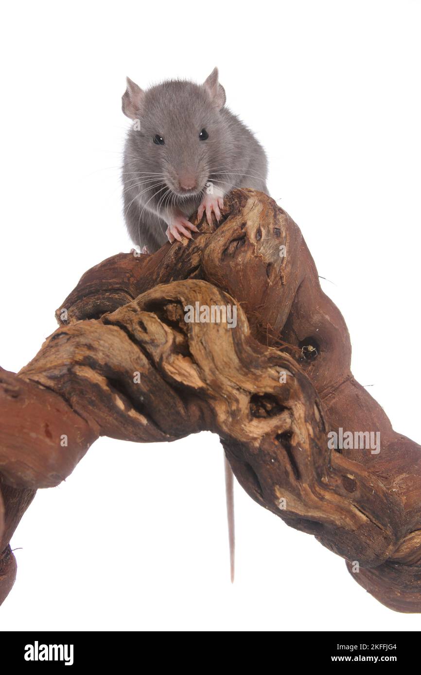 rat on root Stock Photo - Alamy