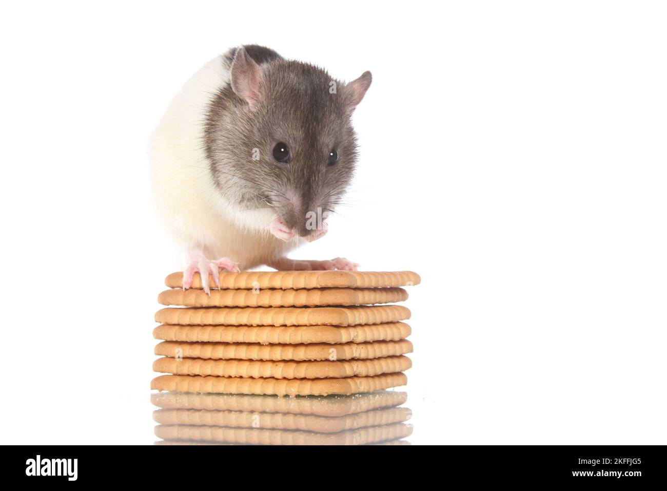 fancy rat eats biscuit Stock Photo - Alamy