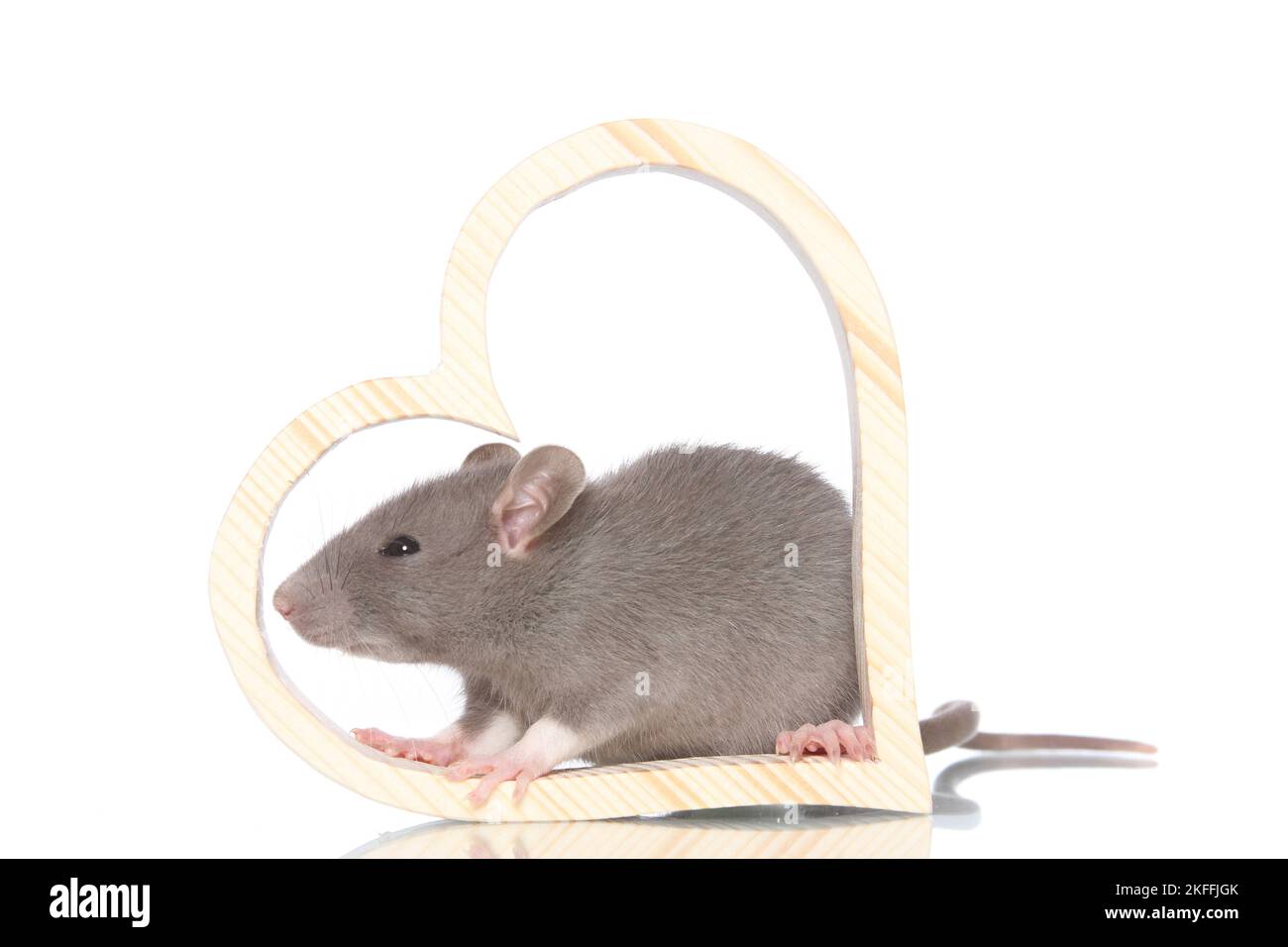 fancy rat on white background Stock Photo - Alamy