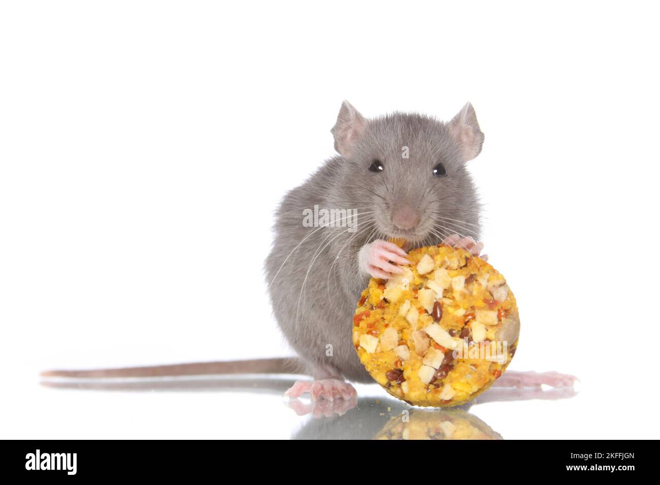 Rat rats come out to feed hi-res stock photography and images - Alamy