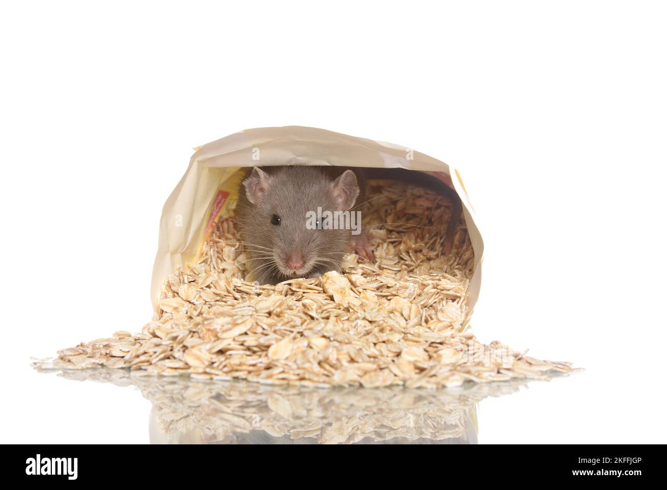 Bag rat hi-res stock photography and images - Alamy
