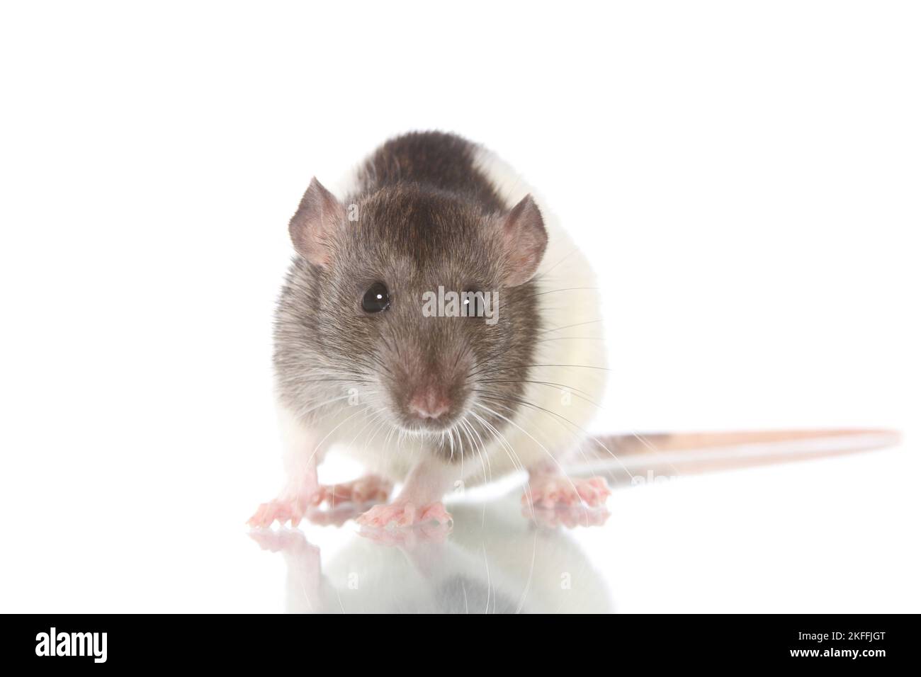 fancy rat on white background Stock Photo - Alamy