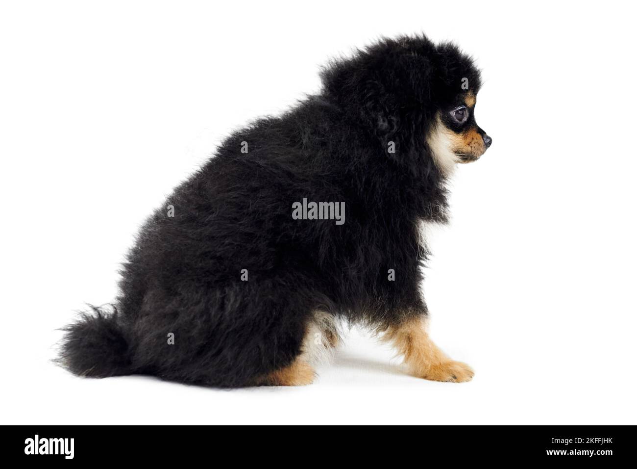 Pomeranian Spitz puppy dog side view isolated on white background, cute ...