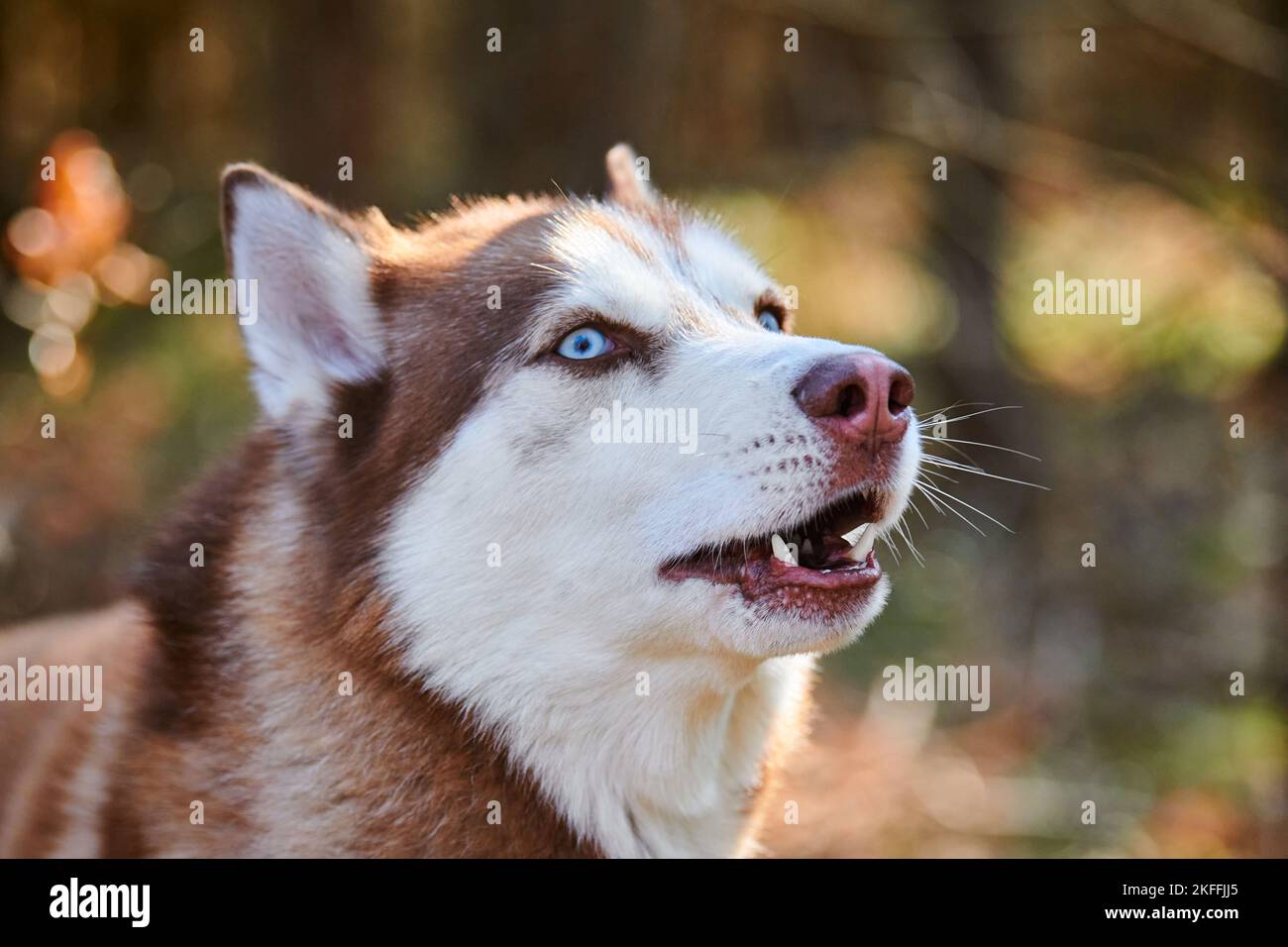 Siberian Husky dog profile portrait with blue eyes and brown white ...