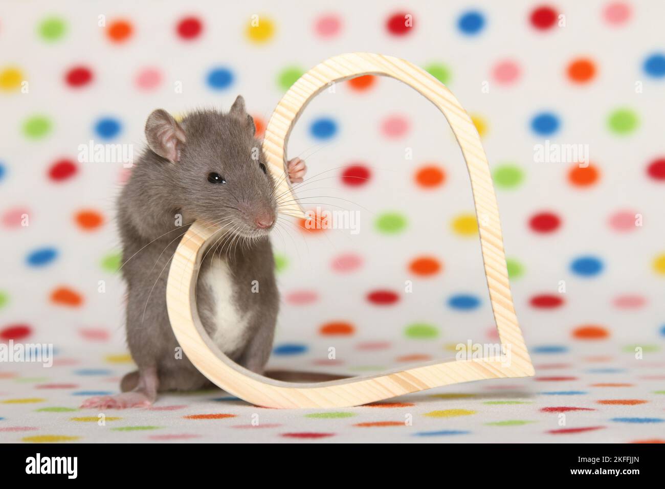 Rat heart hi-res stock photography and images - Alamy