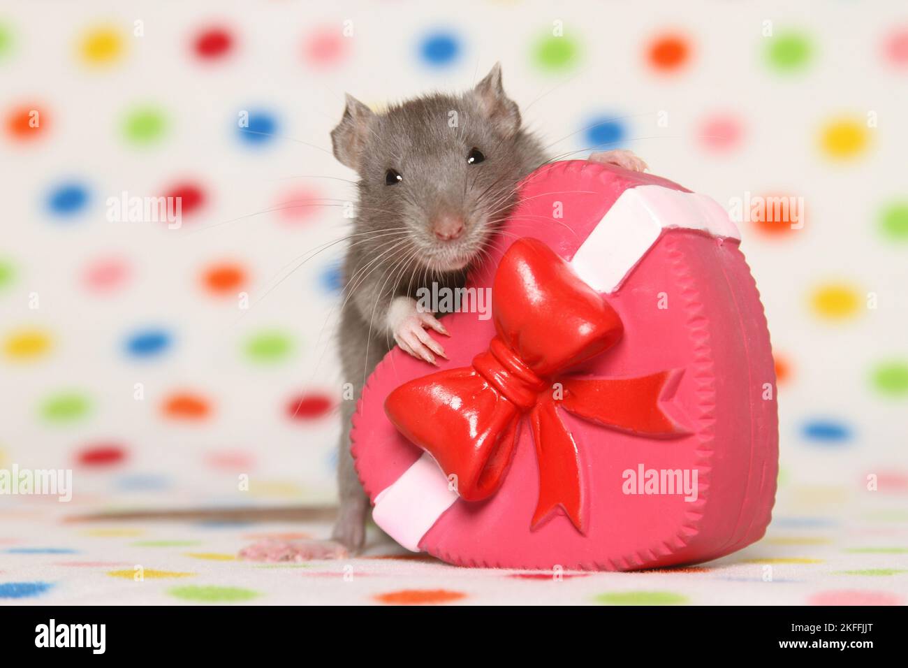 fancy rat with heart Stock Photo - Alamy