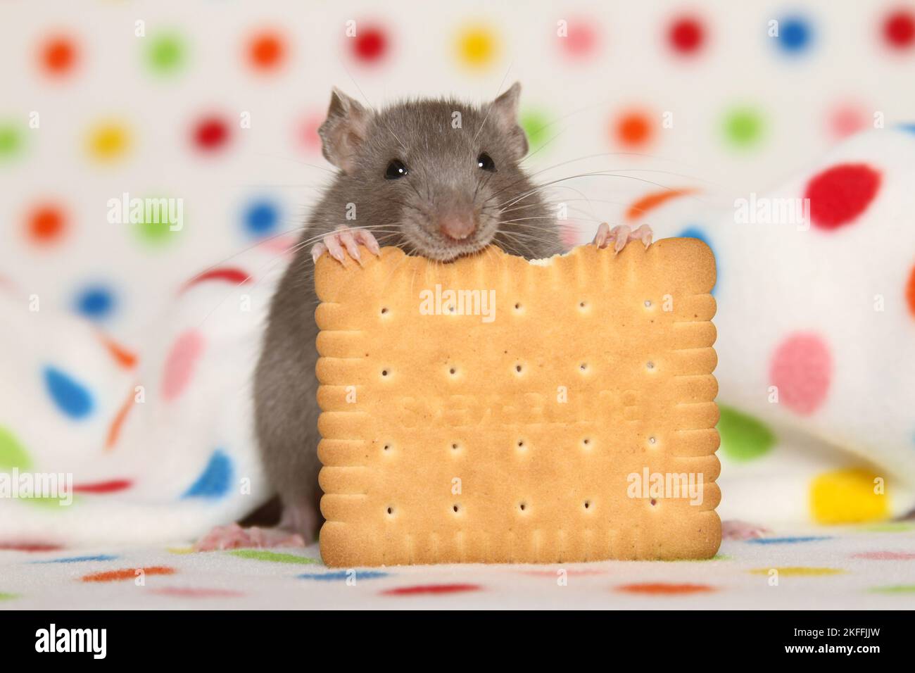 Rat eating cookies hi-res stock photography and images - Alamy