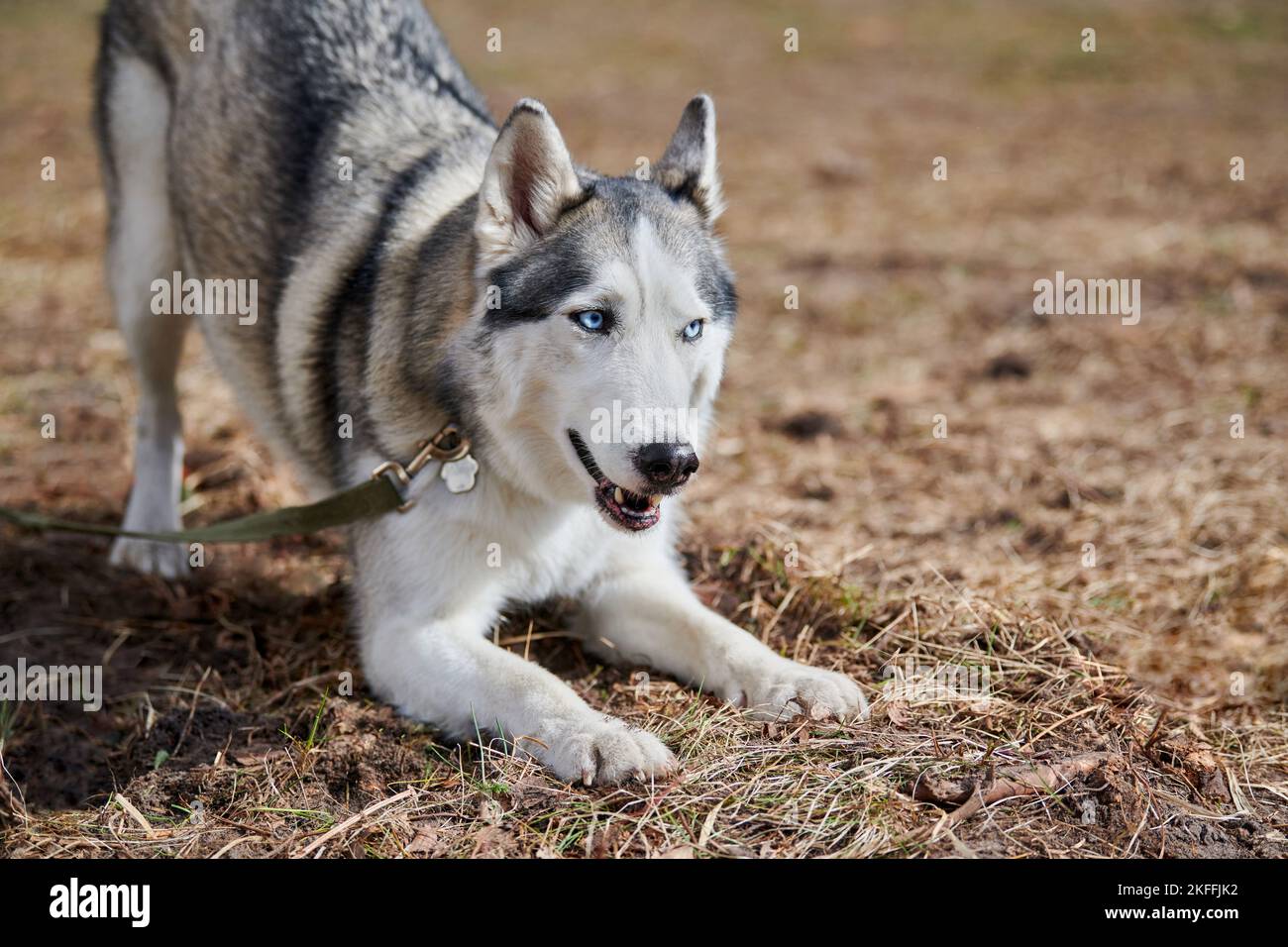 Siberian Husky dog playing on dry grass field, funny Husky dog portrait ...