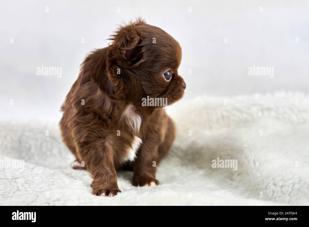 Little Chihuahua puppy on soft white fabric, cute brown dog breed with ...