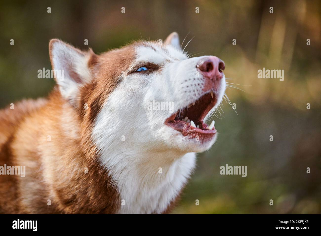 Siberian Husky dog profile portrait with blue eyes and brown white ...
